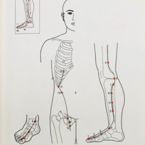 Lever meridiaan - Acupunctuur Tichelaar Zwolle